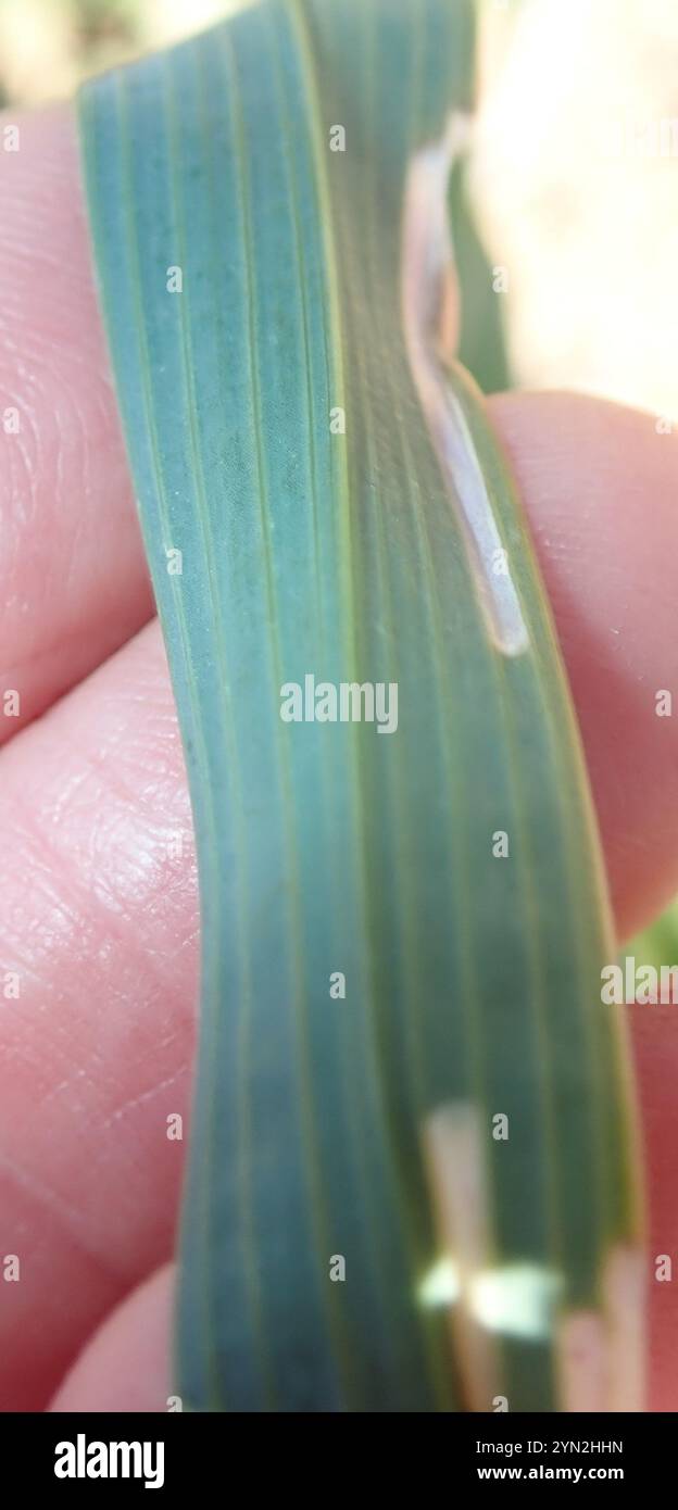 Two-leaved Cape tulip (Moraea miniata Stock Photo - Alamy