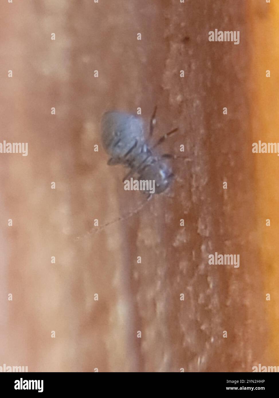 Barklice, Booklice, and Parasitic Lice (Psocodea Stock Photo - Alamy