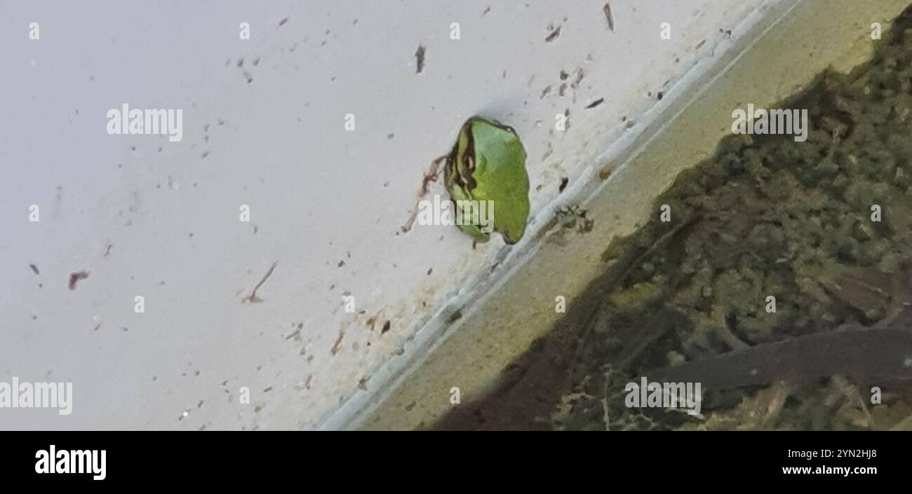 Australian Green Tree Frog (Ranoidea caerulea Stock Photo - Alamy