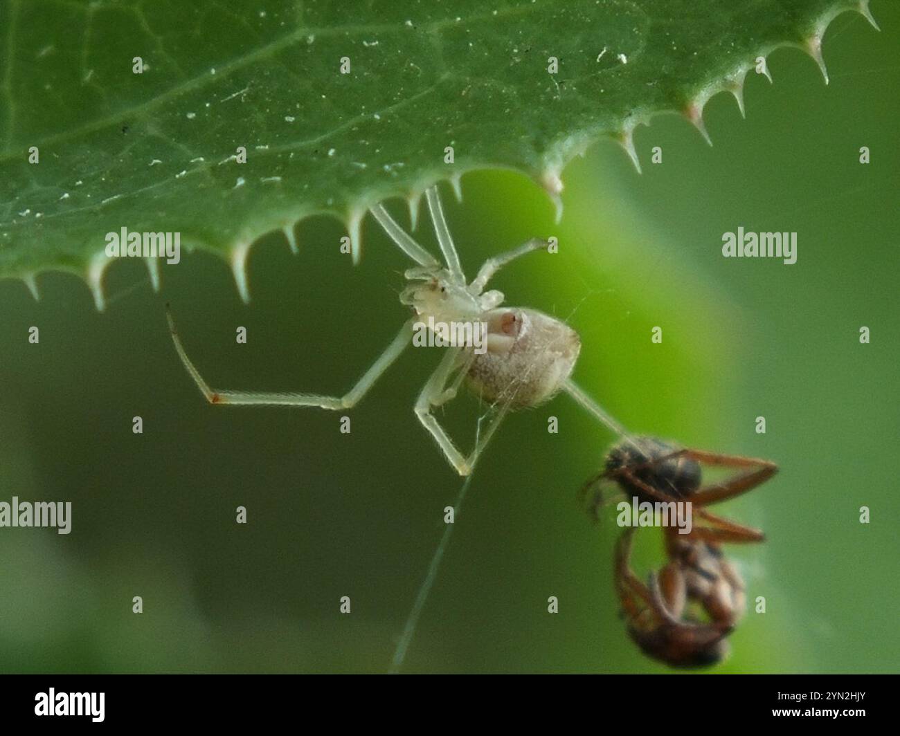 Comb-footed Spiders (Theridiidae Stock Photo - Alamy