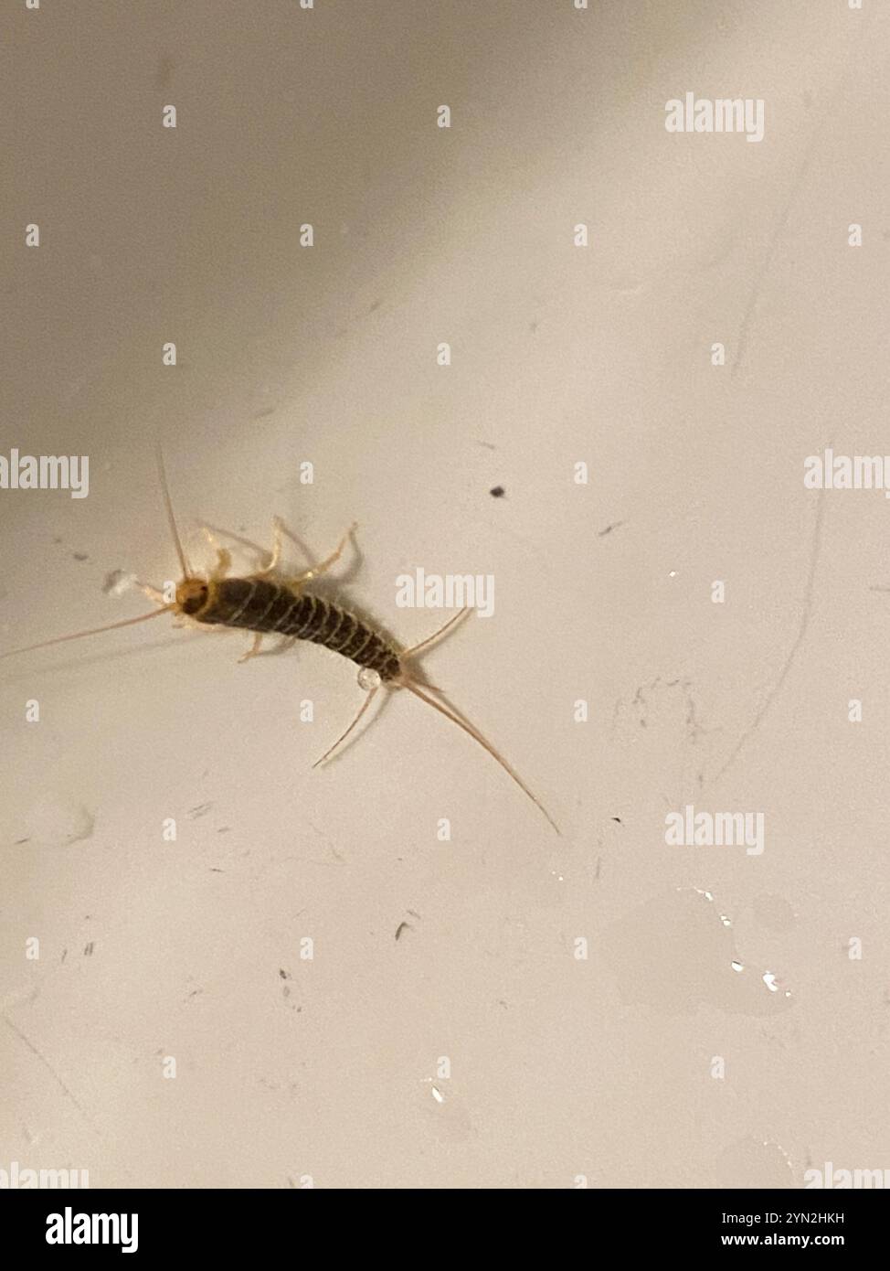 Longicaudatum hi-res stock photography and images - Alamy