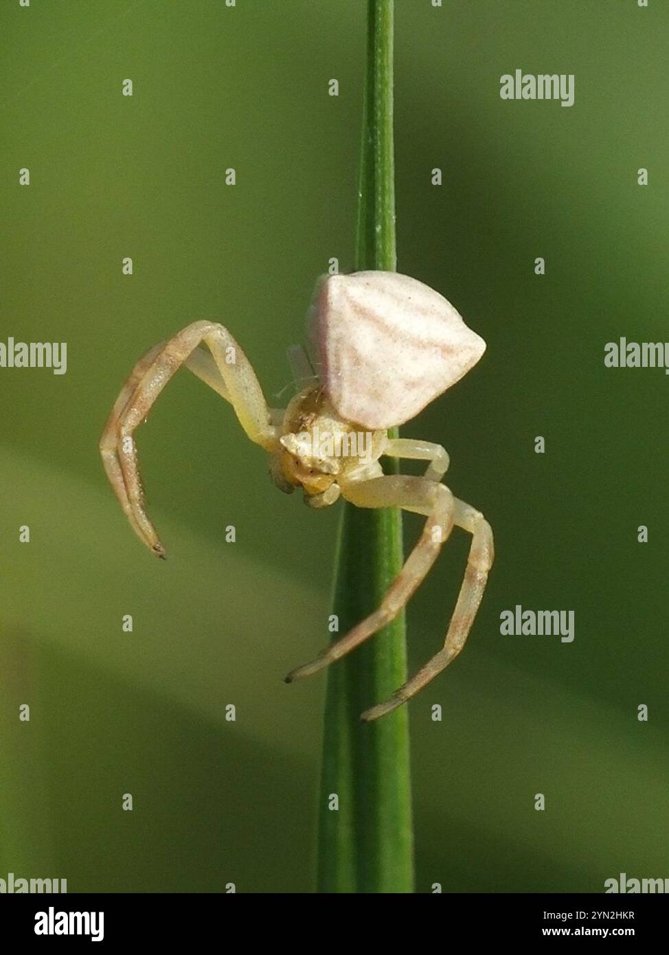 Pink Crab Spider (Thomisus onustus Stock Photo - Alamy