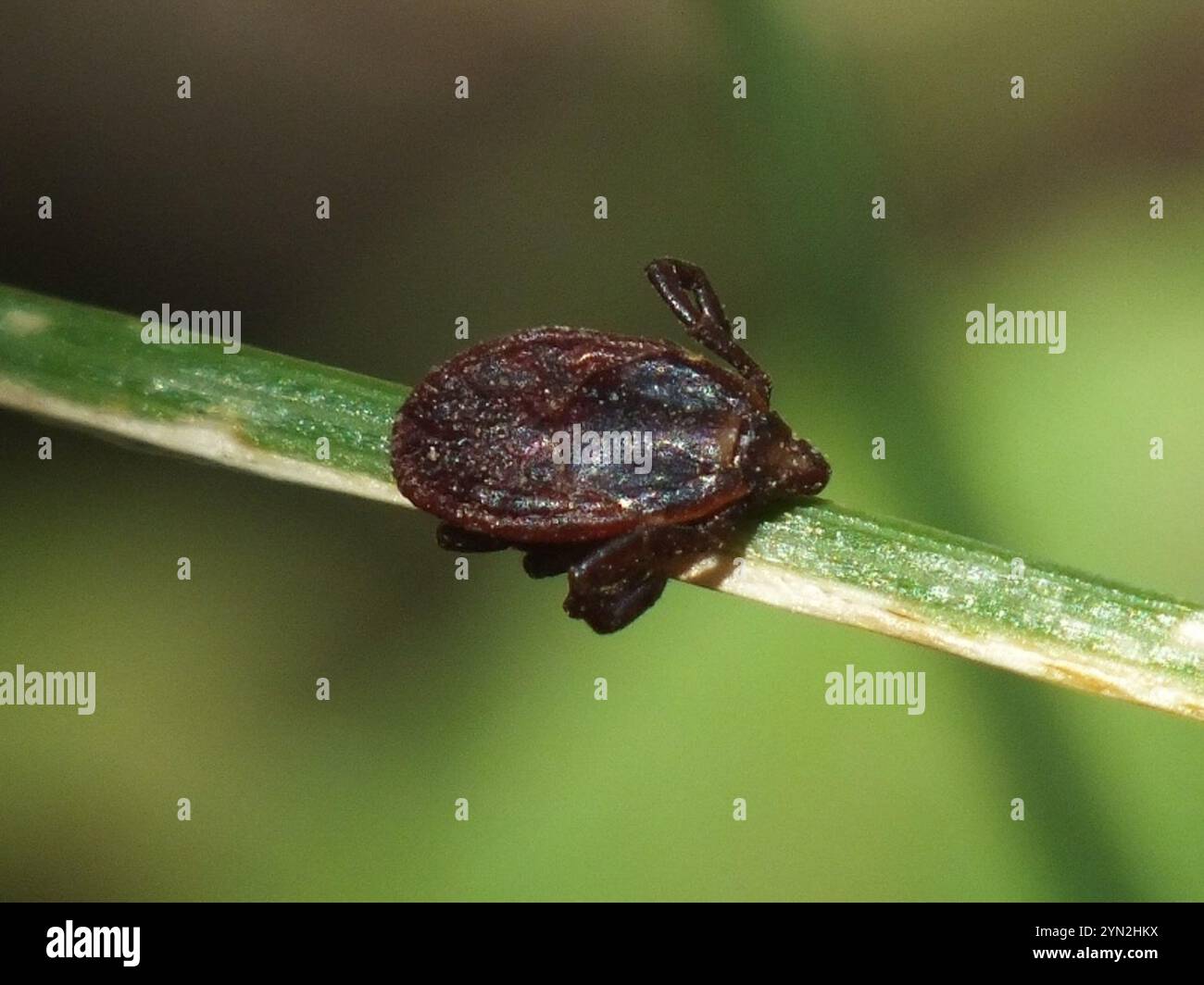 Pepper Ticks (Rhipicephalus Stock Photo - Alamy
