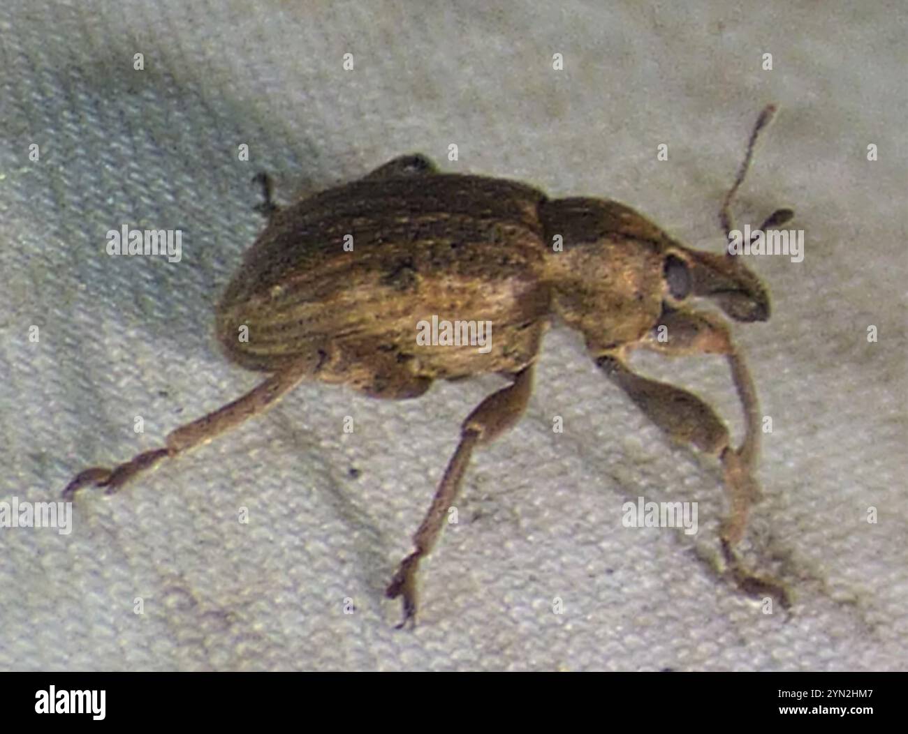 Clover Leaf Weevil (Brachypera zoilus Stock Photo - Alamy