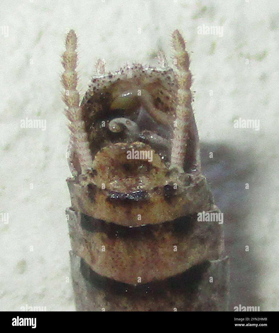 African stick mantis hi-res stock photography and images - Alamy