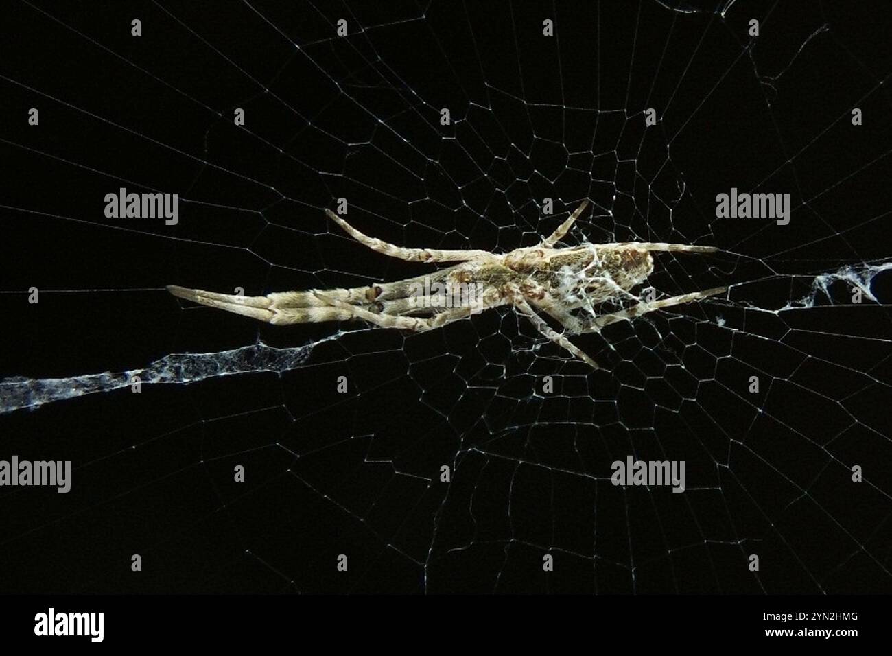 Walckenaer's Feather-legged Spider (Uloborus walckenaerius Stock Photo ...