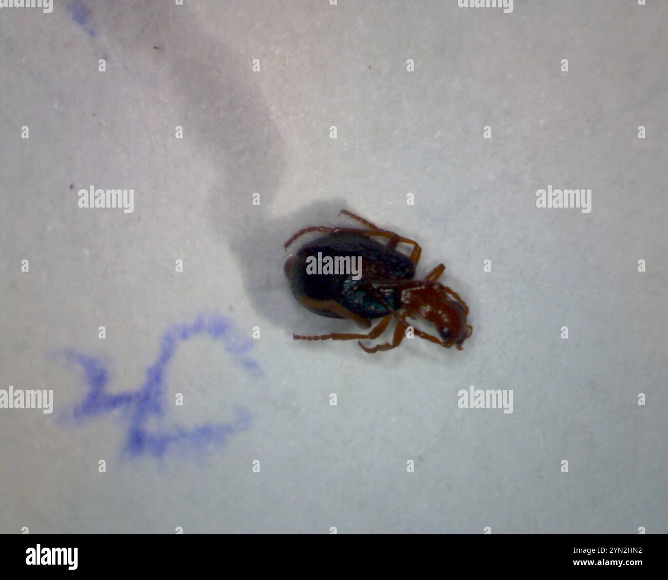 Brachinus sclopeta hi-res stock photography and images - Alamy