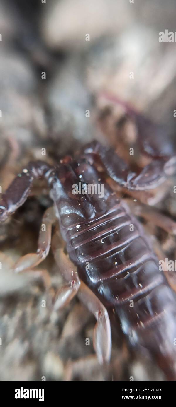 Small Wood-scorpions (Euscorpius Stock Photo - Alamy