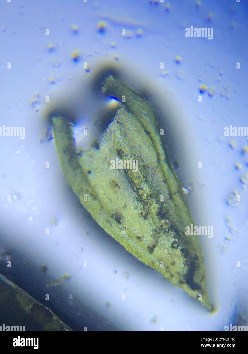 fan moss (Forsstroemia trichomitria Stock Photo - Alamy