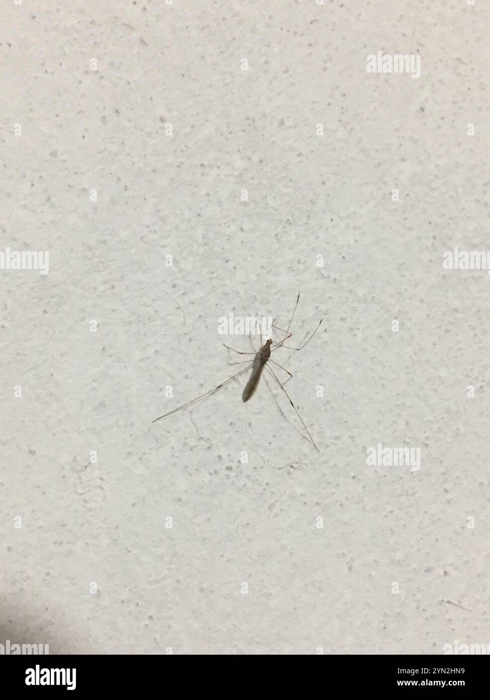 Stilt Bugs (Berytidae Stock Photo - Alamy