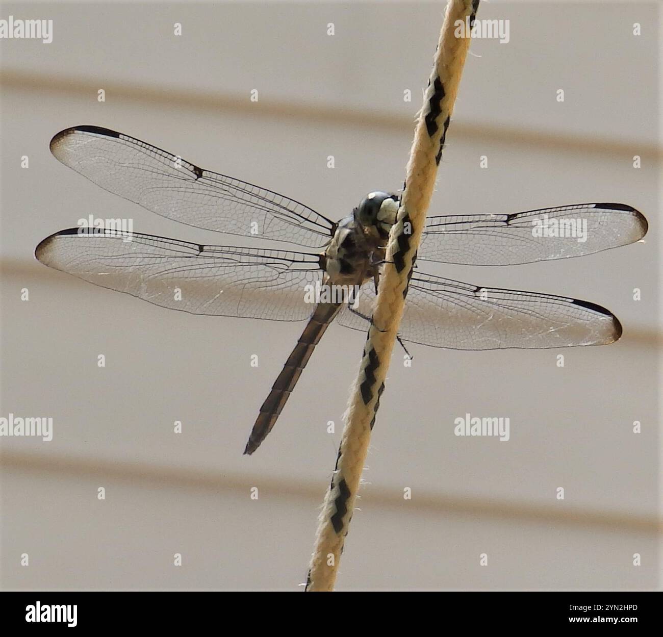 Great Blue Skimmer (Libellula vibrans Stock Photo - Alamy