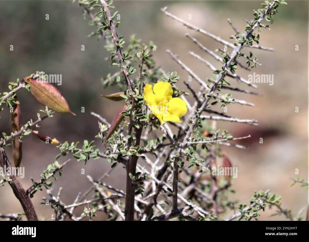 Karoo gold hi-res stock photography and images - Alamy