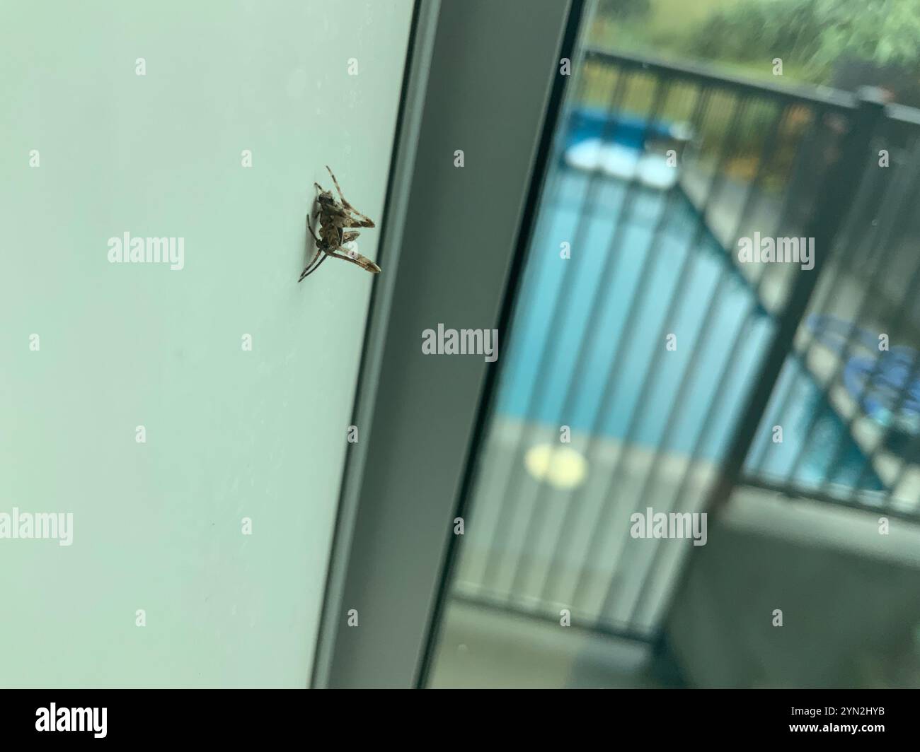 Knobbled Orbweaver (Socca pustulosa Stock Photo - Alamy