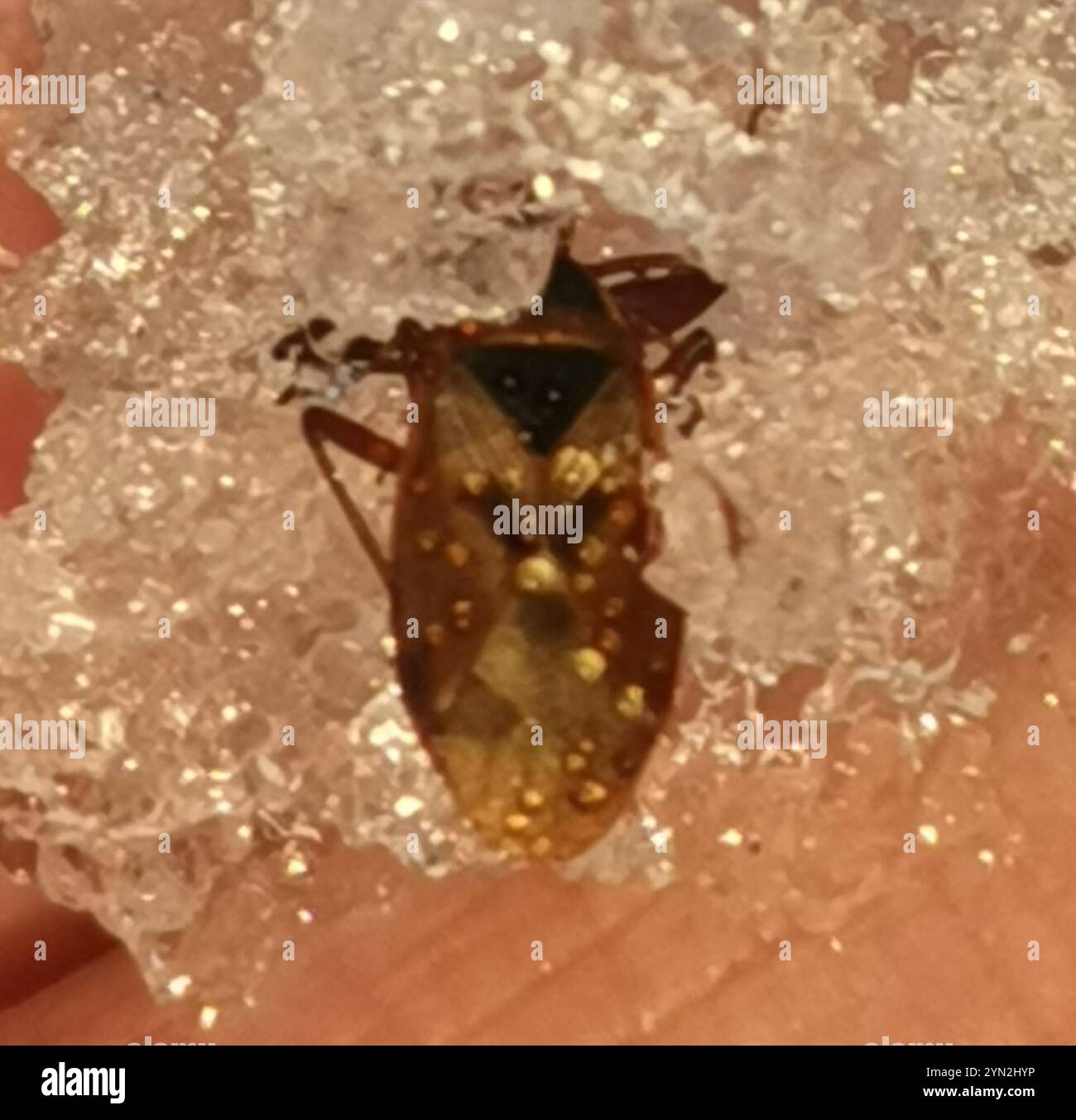 Spruce Cone Bug (Gastrodes abietum Stock Photo - Alamy