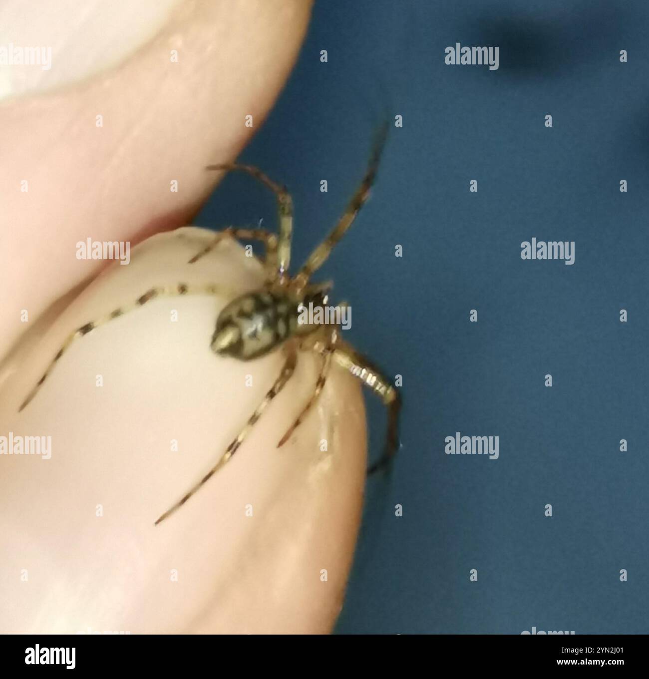 Cave spider (Nesticus cellulanus Stock Photo - Alamy