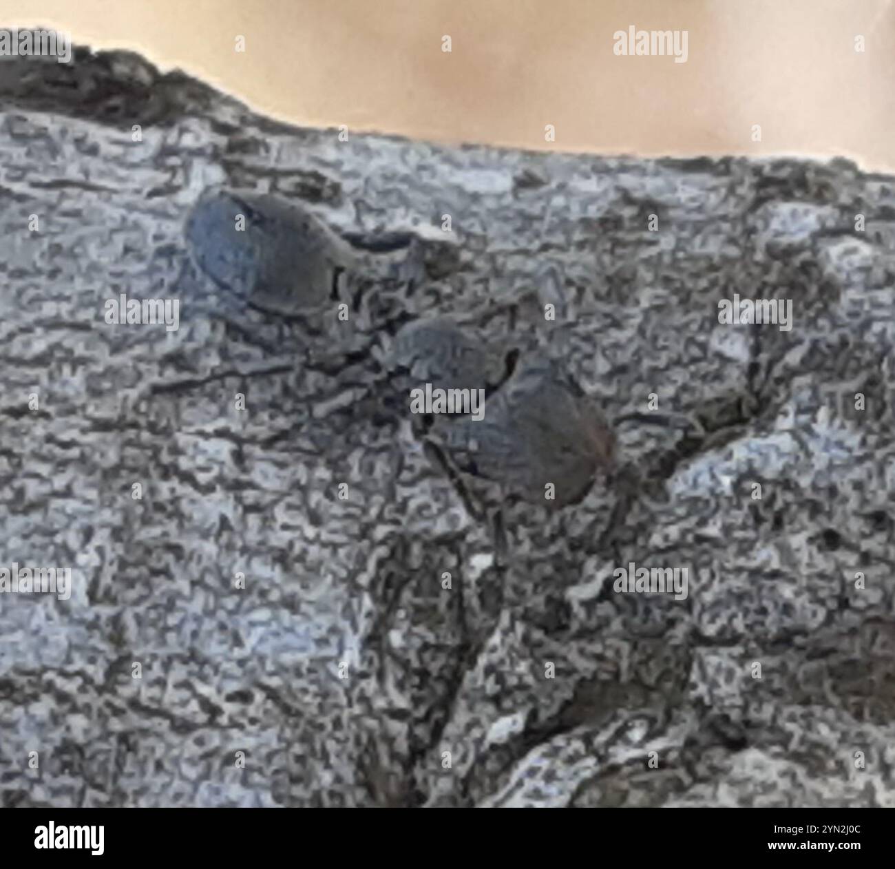 Turtle Ants (Cephalotes Stock Photo - Alamy