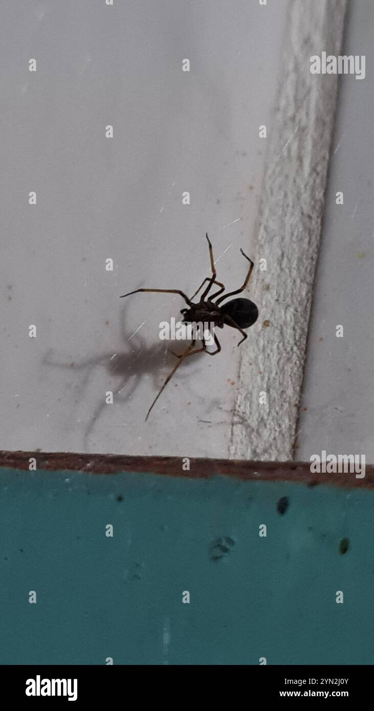 Brown spitting spider scytodes fusca hi-res stock photography and ...