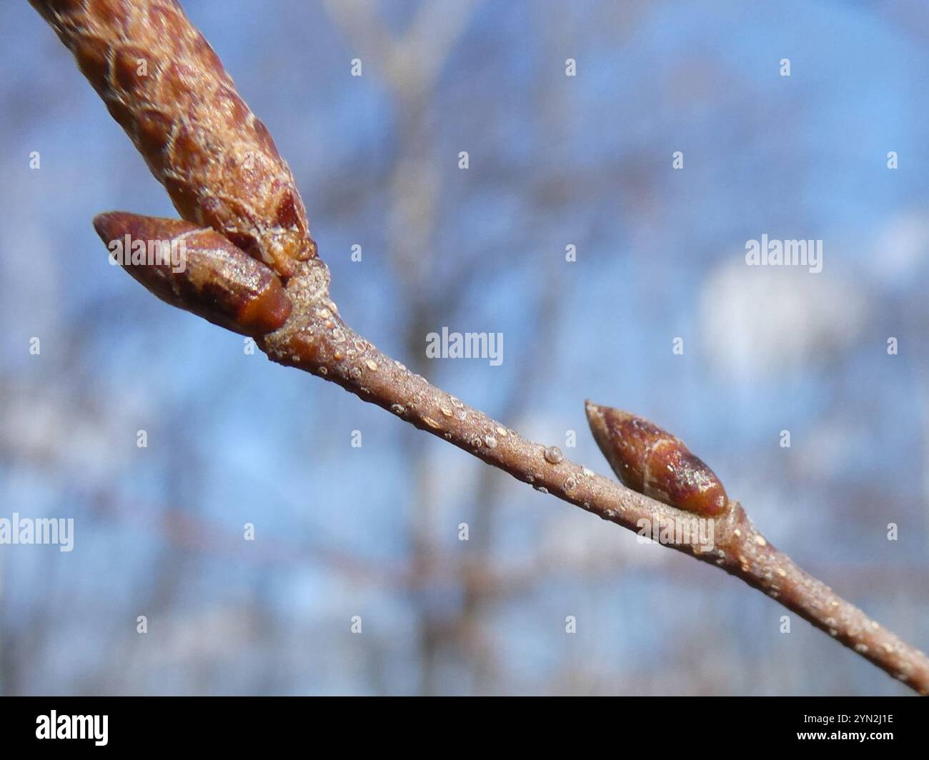 gray birch (Betula populifolia Stock Photo - Alamy