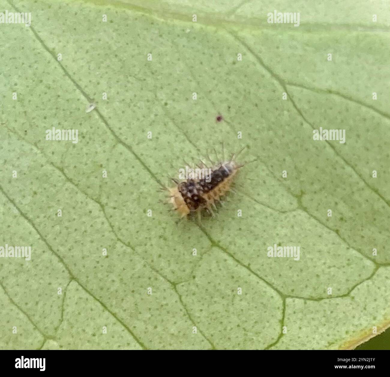 Steelblue Lady Beetle (Halmus chalybeus Stock Photo - Alamy