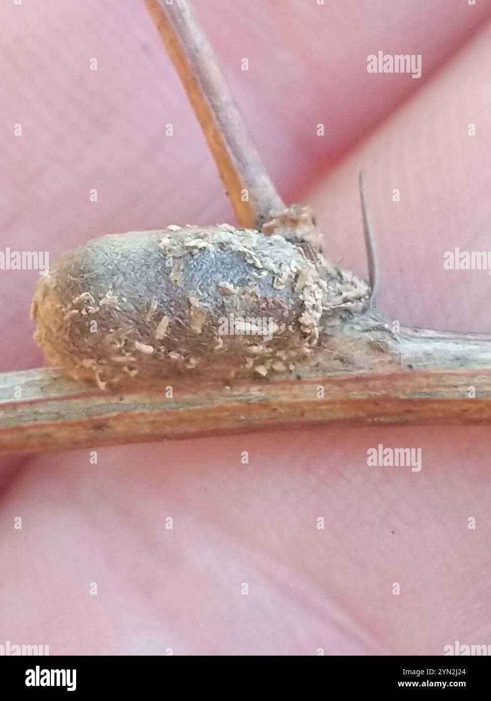 Conifer Sawflies (Diprionidae Stock Photo - Alamy