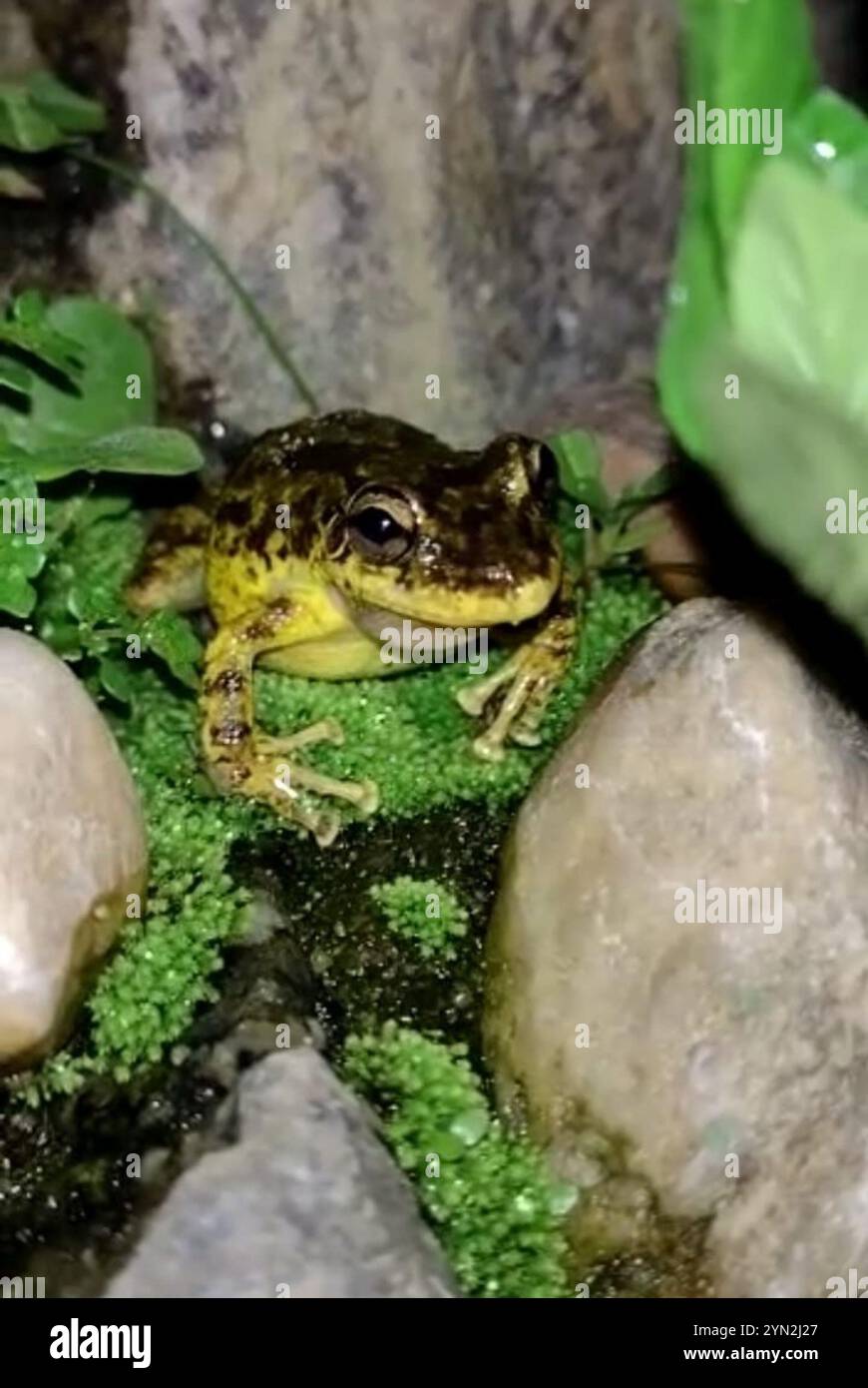 Fuscous-blotched Snouted Tree Frog (Scinax fuscovarius Stock Photo - Alamy