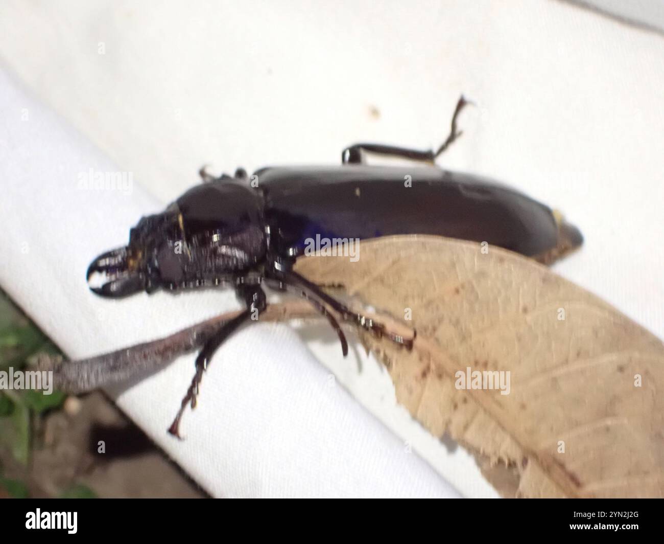 Mallodon hi-res stock photography and images - Alamy