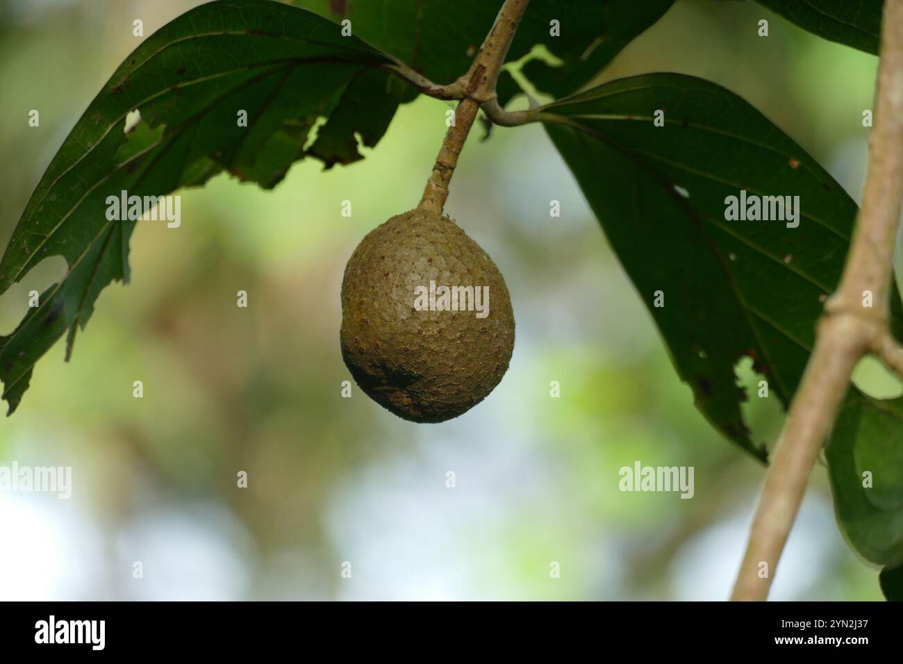African peach (Nauclea latifolia Stock Photo - Alamy
