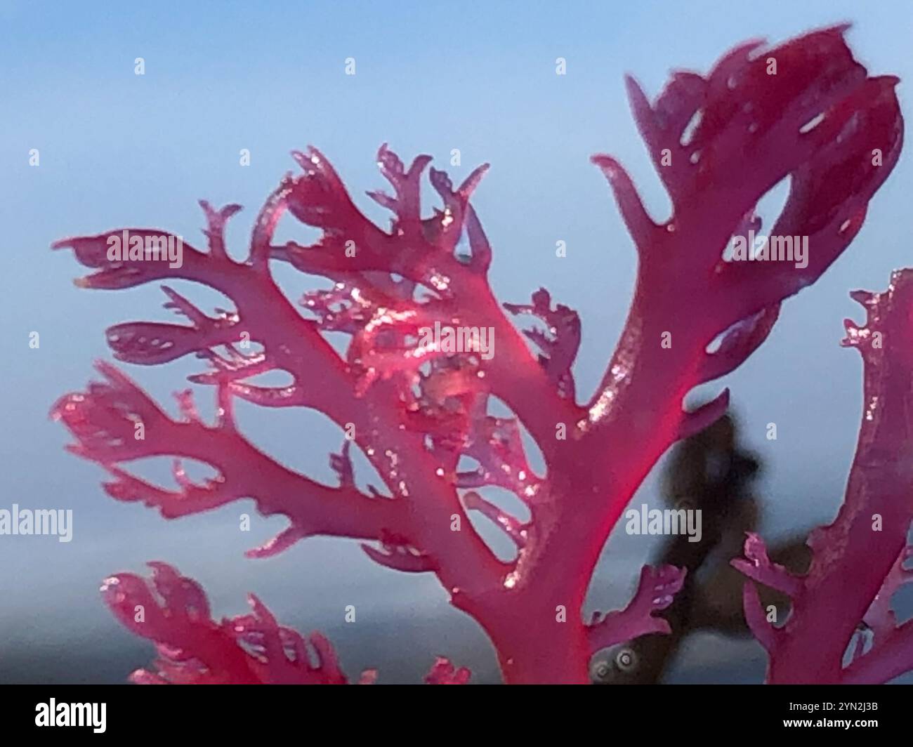Sea Comb (Plocamium cartilagineum Stock Photo - Alamy