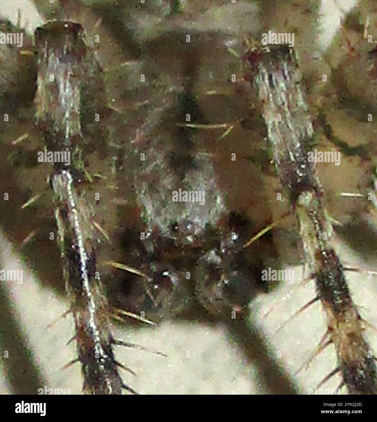 Spiky Field Spiders (Pararaneus Stock Photo - Alamy