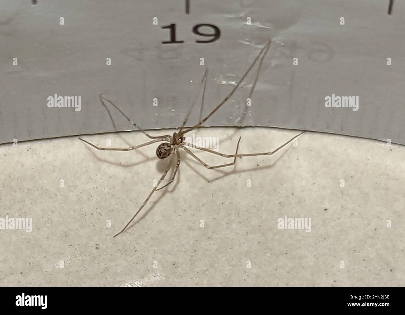 Short-bodied Cellar Spider (Physocyclus globosus Stock Photo - Alamy