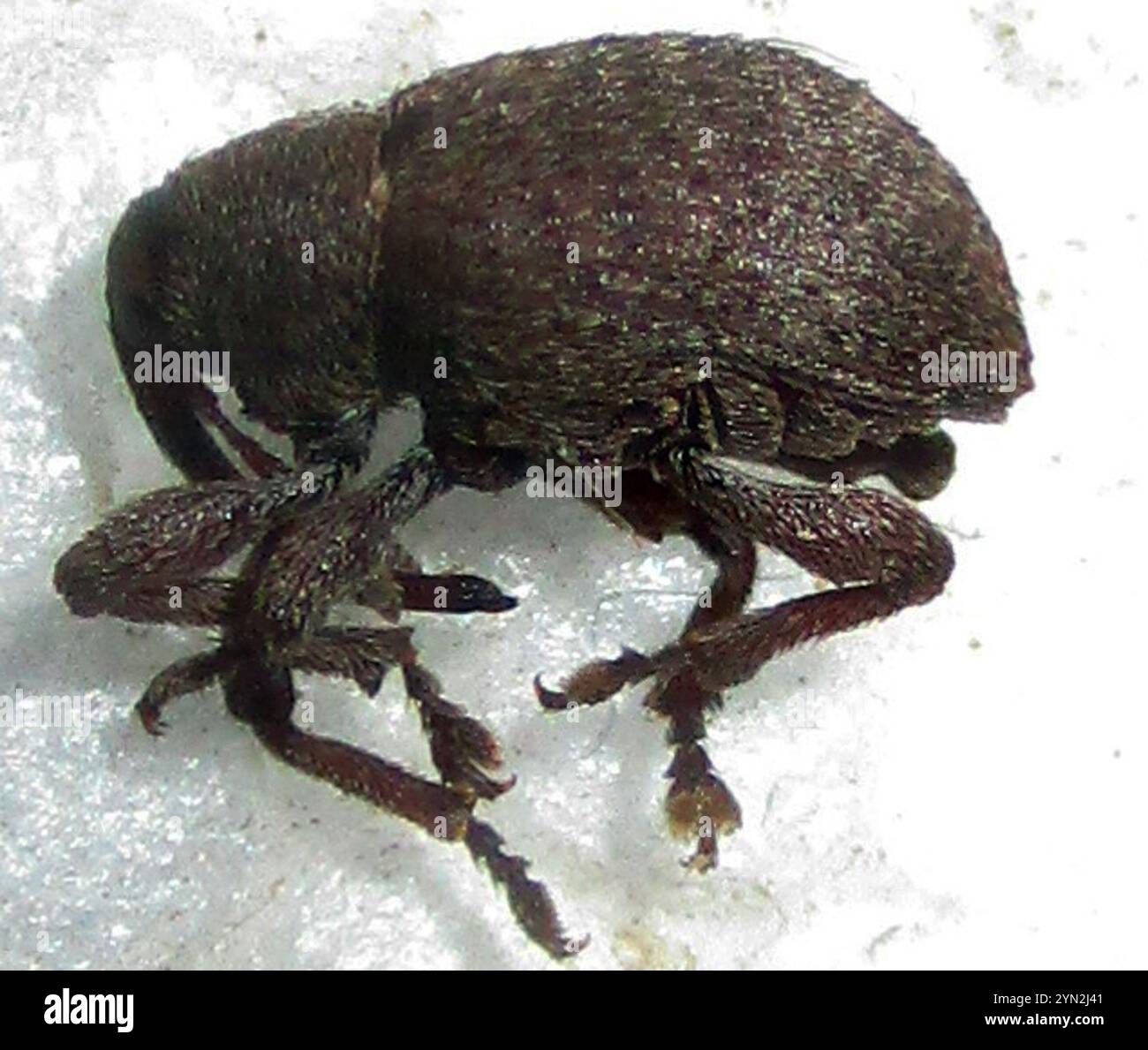 True Weevils (Curculionidae Stock Photo - Alamy