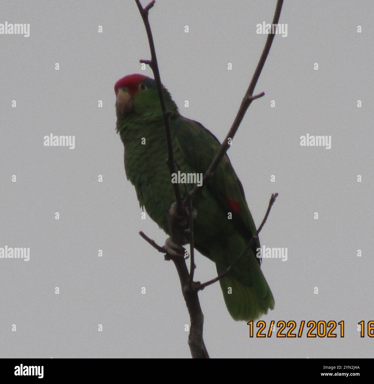 Red-crowned Amazon (Amazona viridigenalis Stock Photo - Alamy