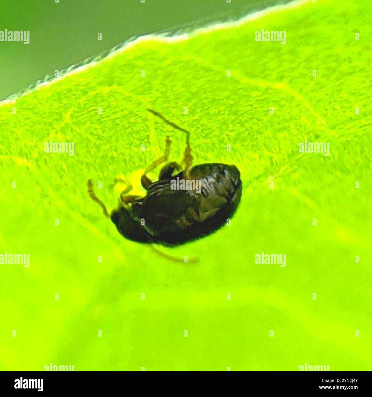 Flea Beetles (Alticini Stock Photo - Alamy