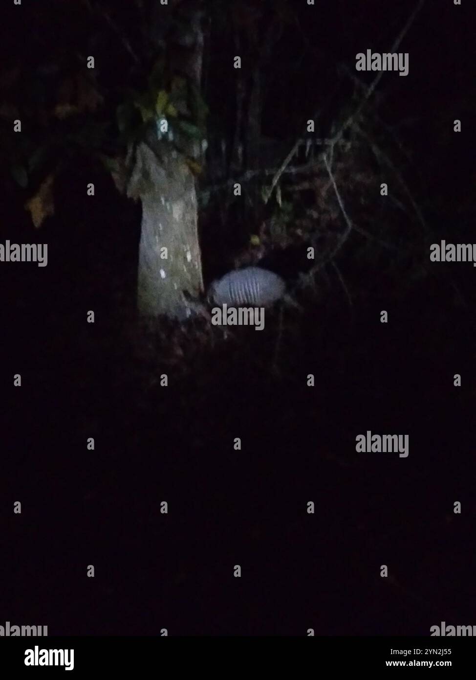 Nine-banded Armadillo (Dasypus novemcinctus Stock Photo - Alamy