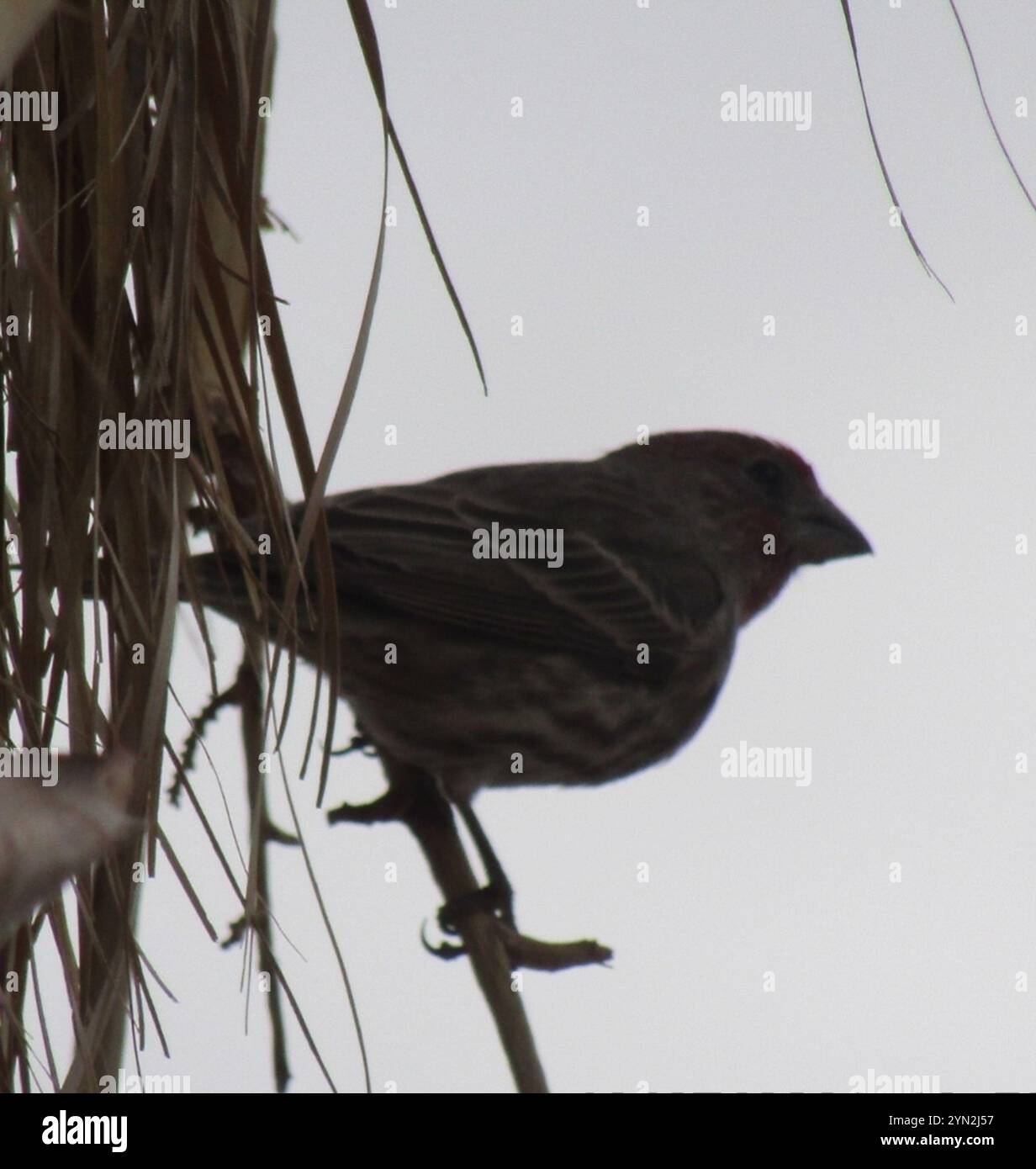 House Finch (Haemorhous mexicanus Stock Photo - Alamy