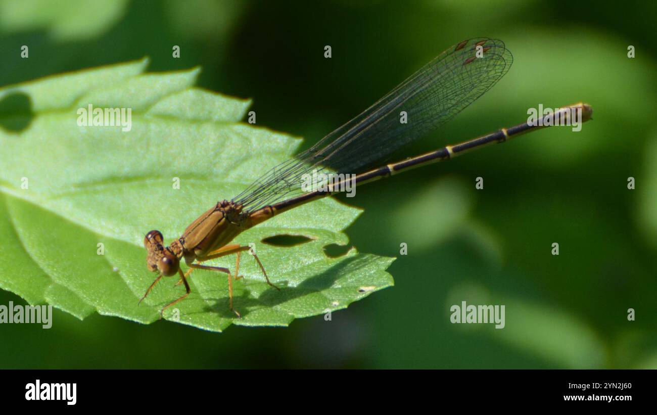 Argia apicalis hi-res stock photography and images - Alamy