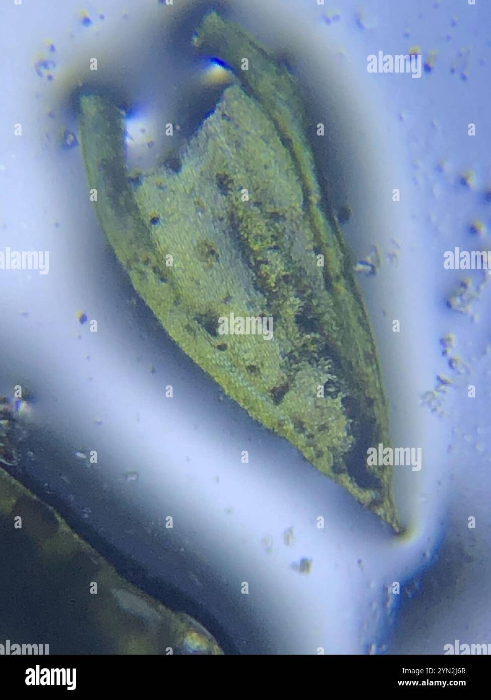 fan moss (Forsstroemia trichomitria Stock Photo - Alamy