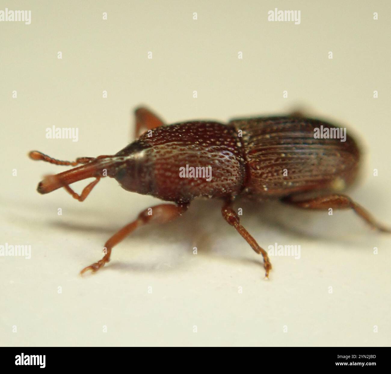 Wheat Weevil (Sitophilus granarius Stock Photo - Alamy