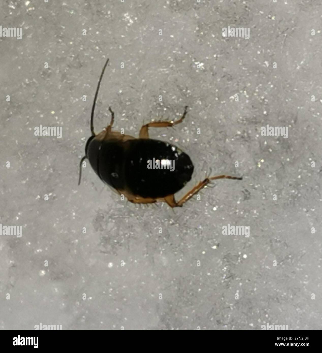 Forest Cockroach (Ectobius sylvestris Stock Photo - Alamy