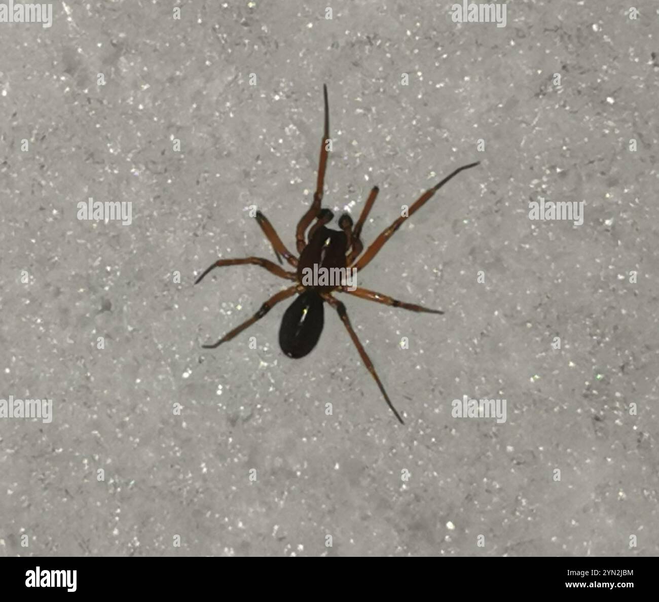 Sheetweb and Dwarf Weavers (Linyphiidae Stock Photo - Alamy