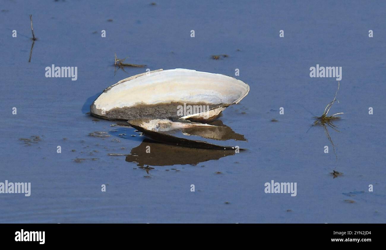 River mussels hi-res stock photography and images - Alamy