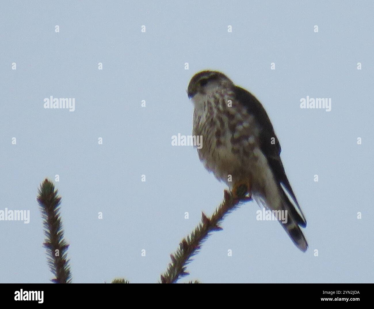 Merlin (Falco columbarius Stock Photo - Alamy