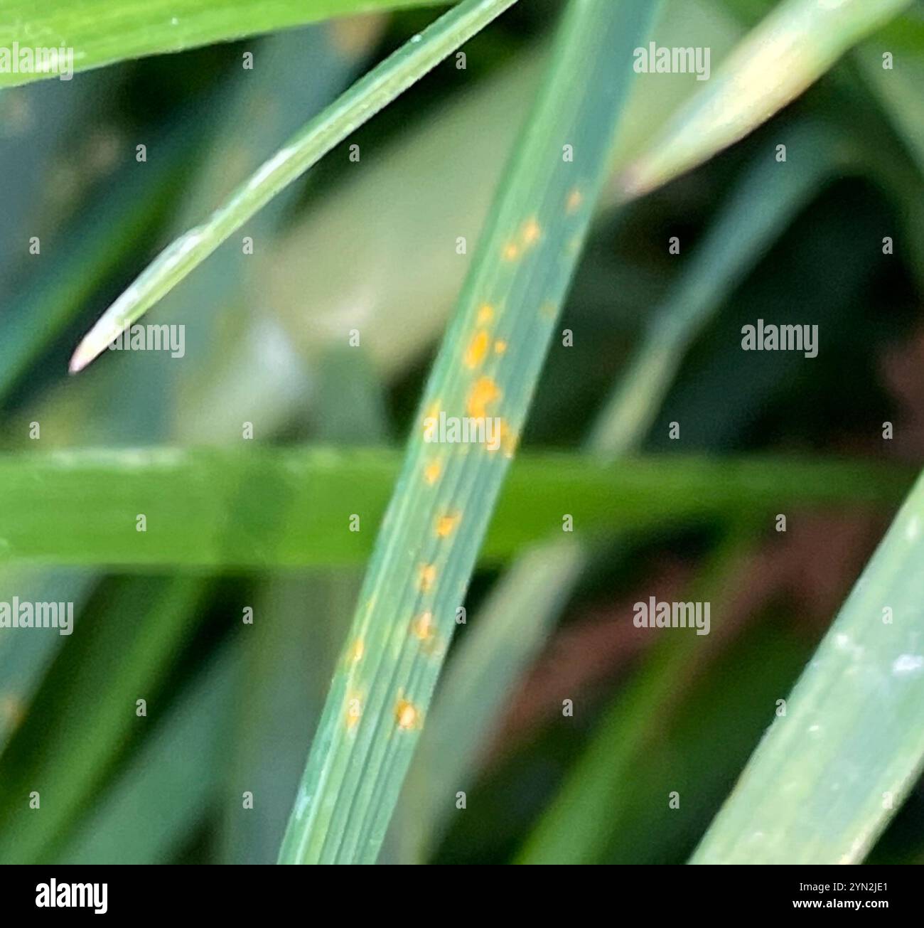 rust fungi (Pucciniales Stock Photo - Alamy