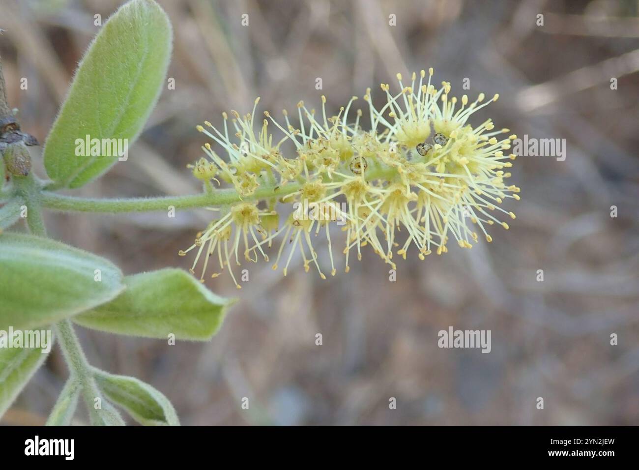 Combretum molle hi-res stock photography and images - Alamy
