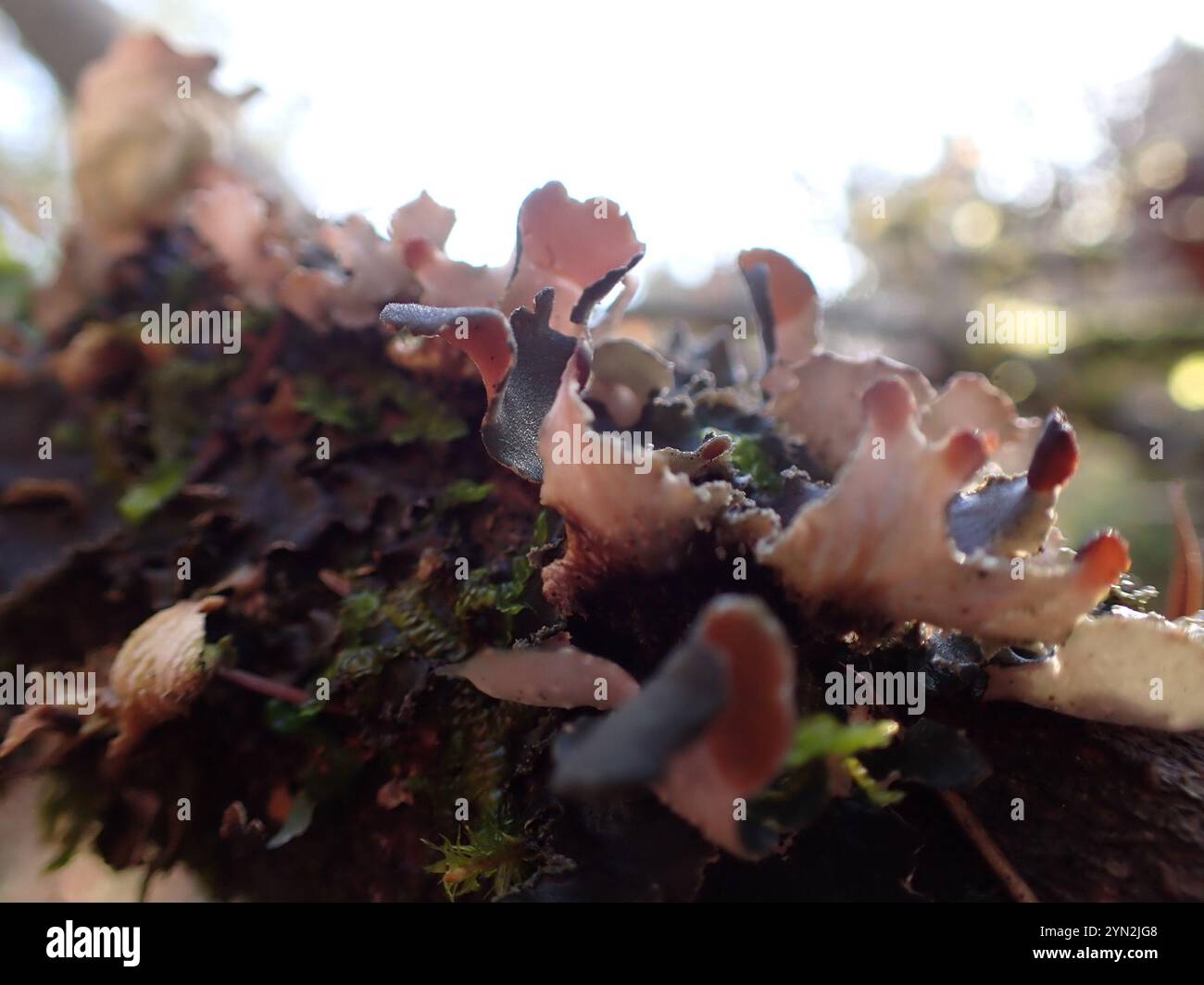Pimpled Kidney Lichen (Nephroma resupinatum Stock Photo - Alamy