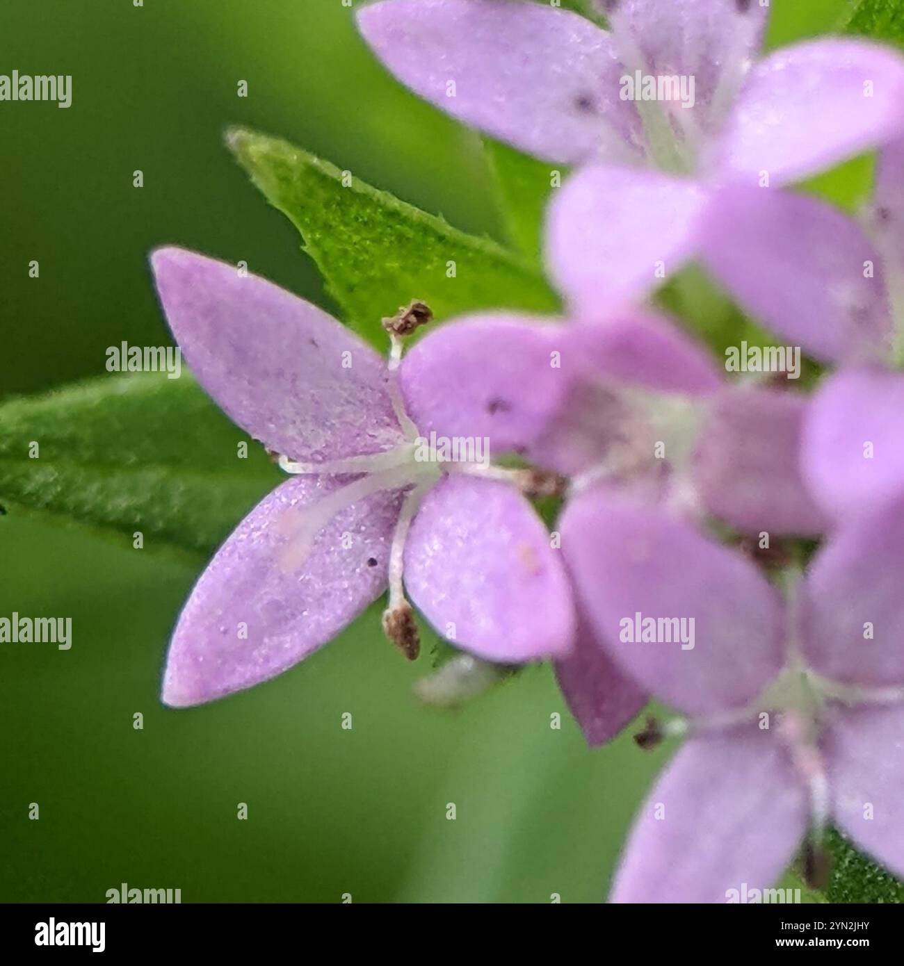 Field madder (Sherardia arvensis Stock Photo - Alamy