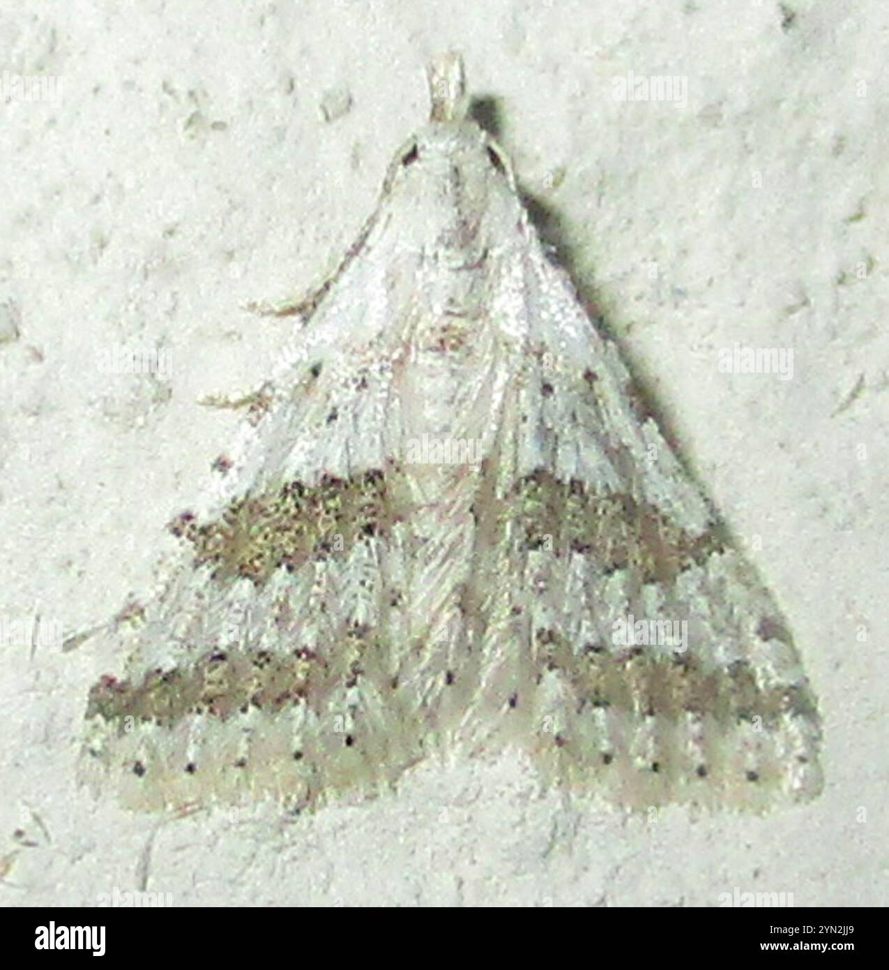 Many-plumed Moths (Alucitidae Stock Photo - Alamy