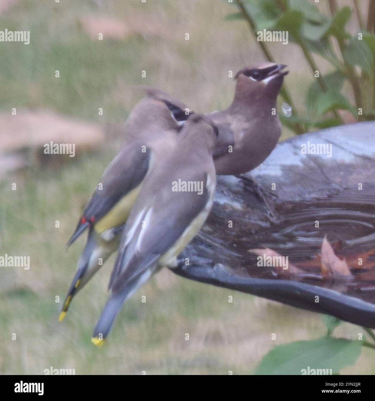 Cedar Waxwing (Bombycilla cedrorum Stock Photo - Alamy