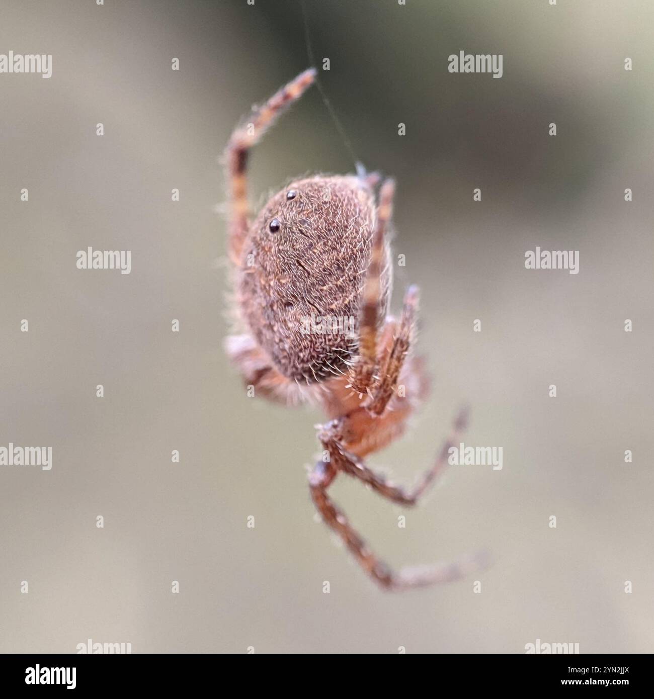 Eriophora ravilla hi-res stock photography and images - Alamy