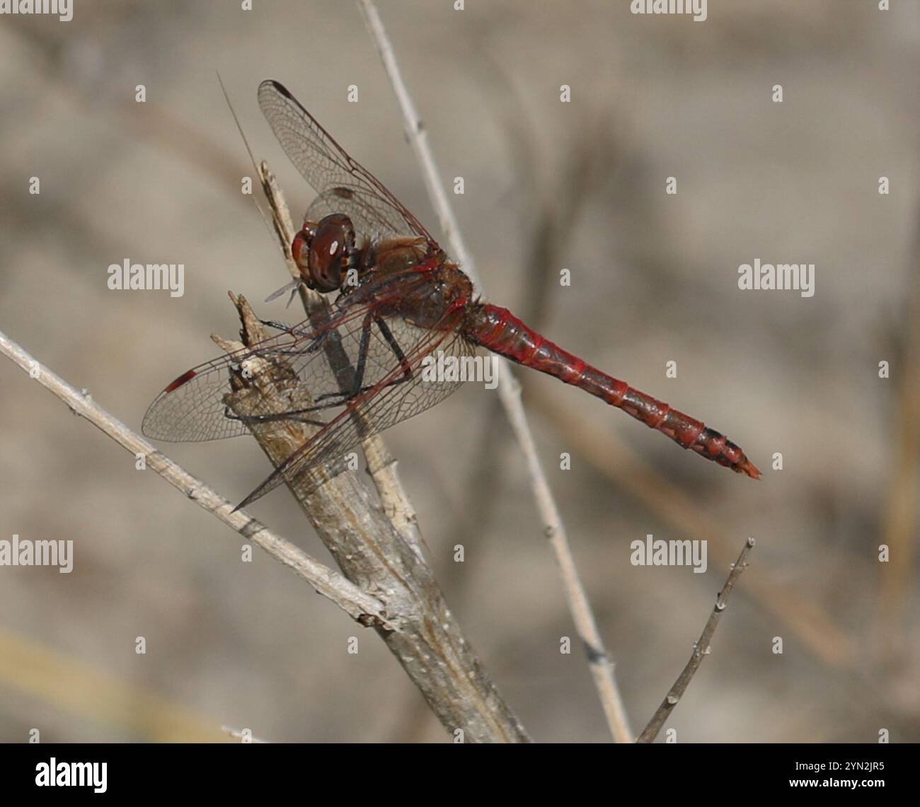 Variegated Meadowhawk (Sympetrum corruptum Stock Photo - Alamy